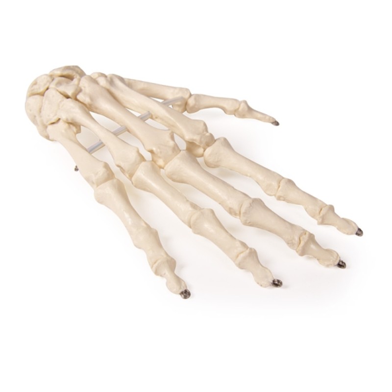 Hand Skeleton Model | Health and Care