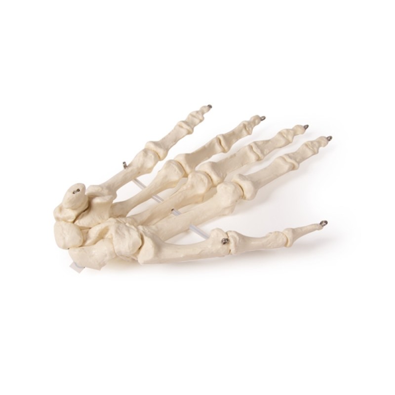 Hand Skeleton Model | Health and Care