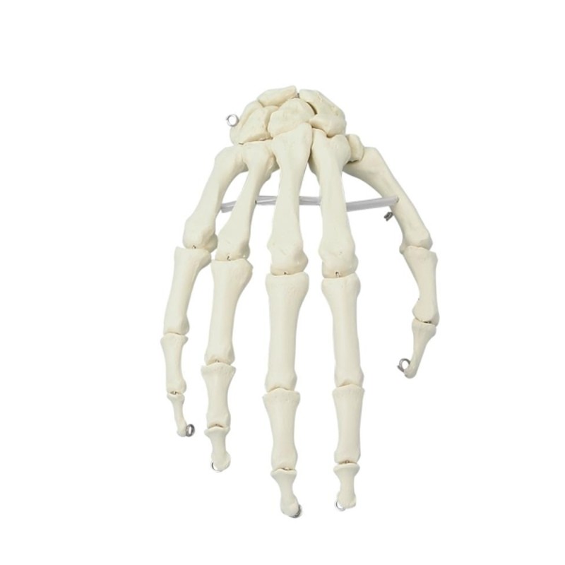 Hand Skeleton Model | Health and Care