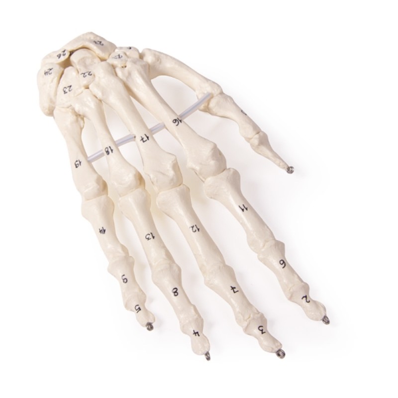 Numbered Hand Skeleton Model | Health and Care