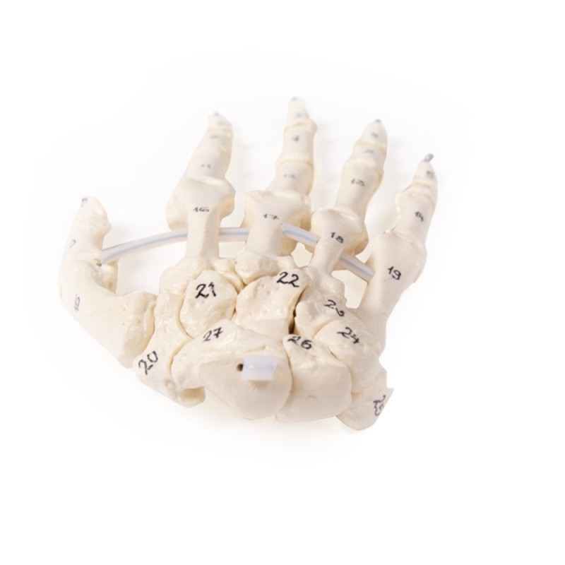 Numbered Hand Skeleton Model | Health and Care