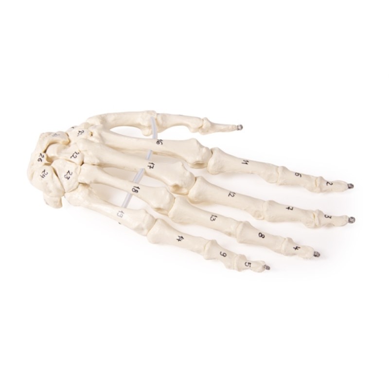 Numbered Hand Skeleton Model | Health and Care