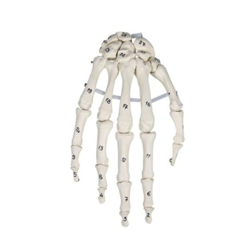 Numbered Hand Skeleton Model | Health and Care