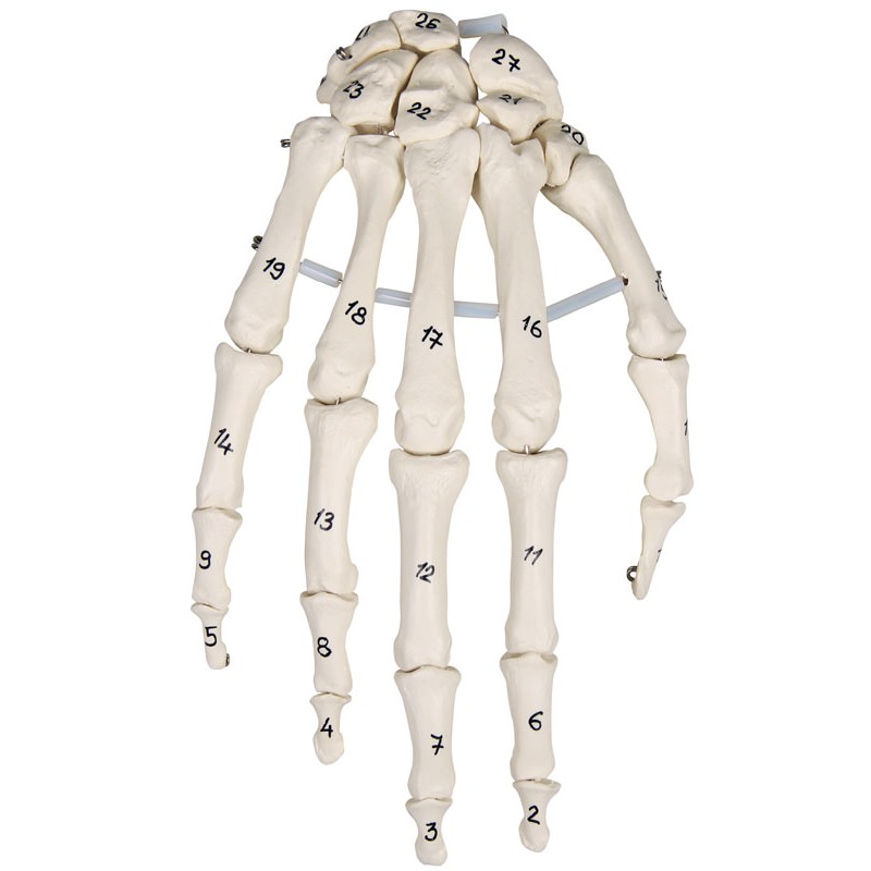 Numbered Hand Skeleton Model | Health and Care