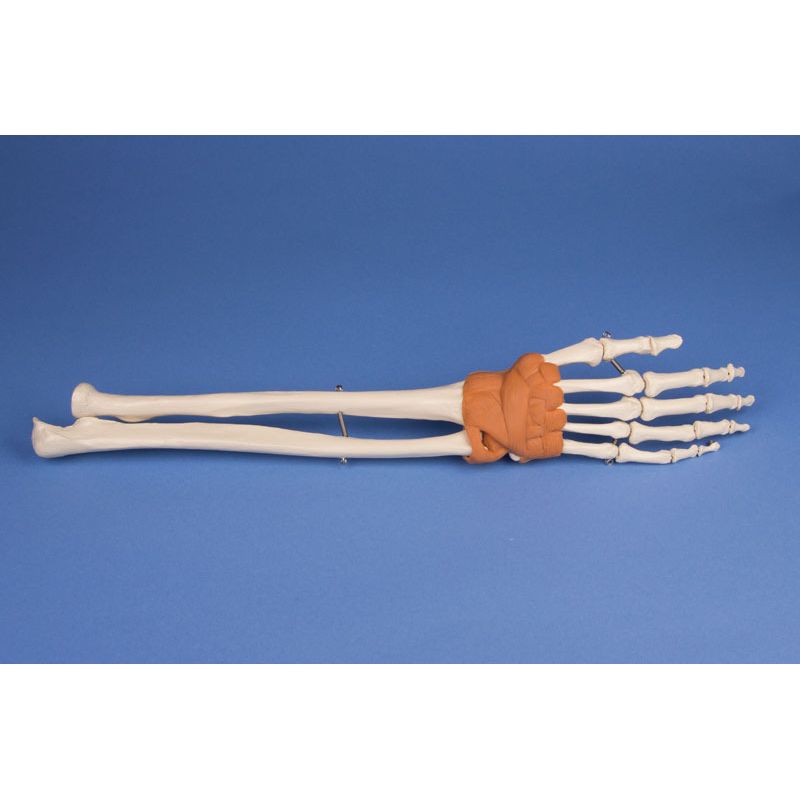 Hand and Wrist Model :: Sports Supports | Mobility | Healthcare Products