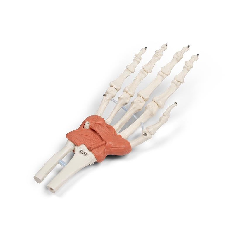Hand and Wrist Anatomy Model | Health and Care