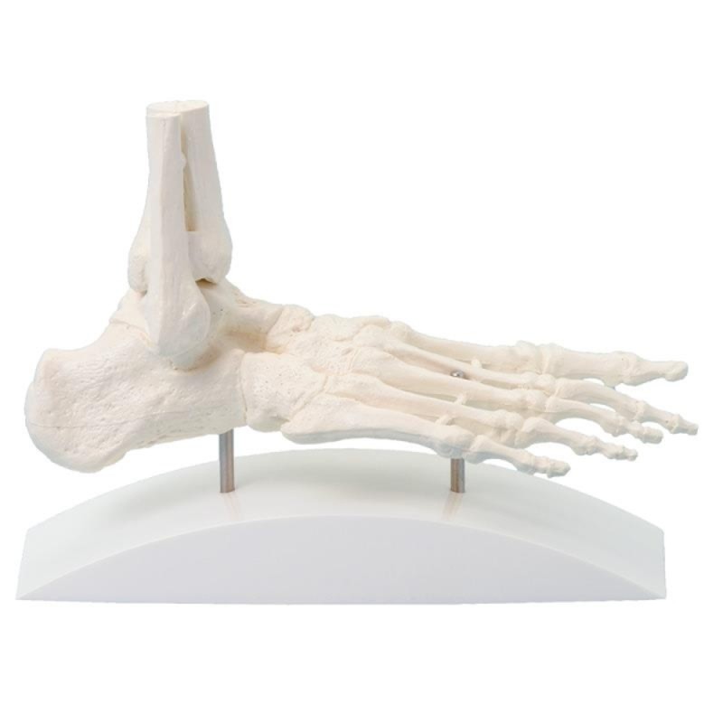 One Piece Foot Skeleton Model | Health and Care