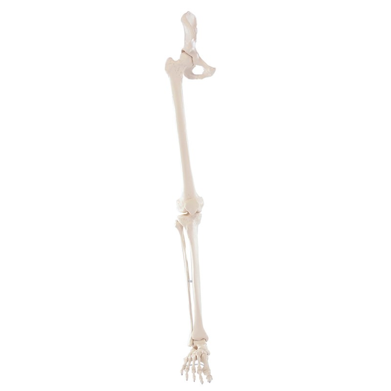 Model Leg Skeleton with Flexible Foot | Health and Care