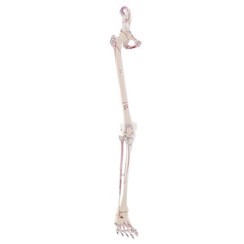 Model Leg Skeleton with Half Pelvis and Muscle Markings | Health and Care