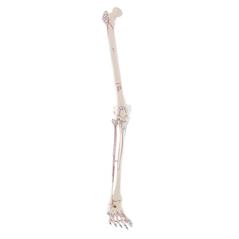 Model Leg Skeleton with Muscle Markings | Health and Care