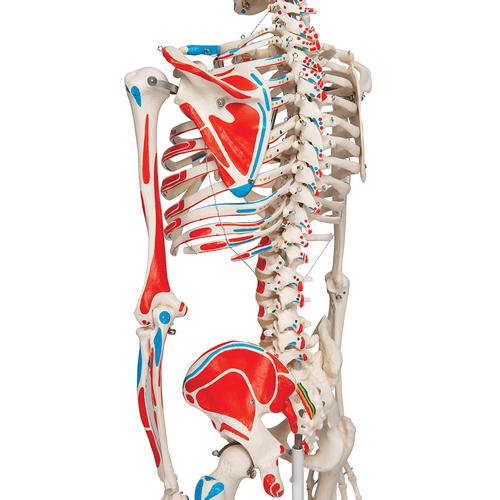 Model Skeleton With Muscle Origins | Health and Care