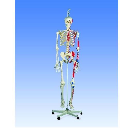 Human Muscle Skeleton Model Max On Hanging 5 Foot Roller Stand | Health ...