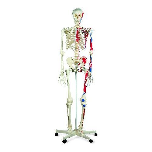 Muscle Skeleton Model Max On 5 Feet Roller Stand | Health and Care