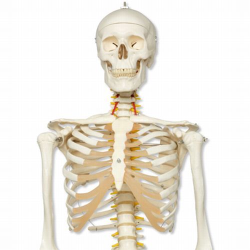 Flexible Human Skeleton Model Fred Flexible Feet And Hand Wire Mounted ...