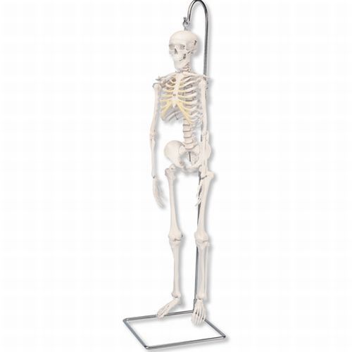 Anatomical Mini Human Skeleton on Stand | Health and Care