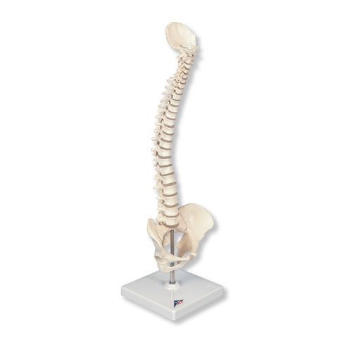 Mini Human Spinal Column Model - Flexible On Base | Health and Care