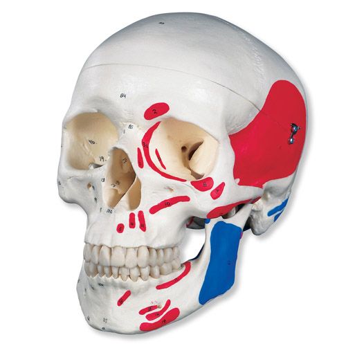 Classic Human Skull Model Painted 3 Part | Health and Care