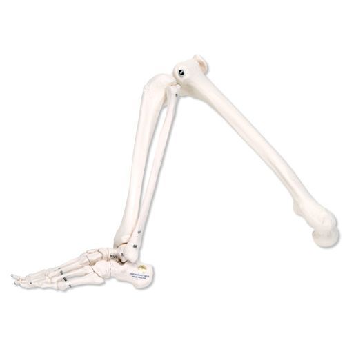 Leg Skeleton | Health and Care