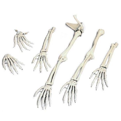 Loose Hand Skeleton With Ulna And Radius | Health and Care