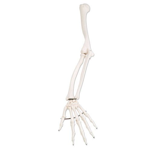 Arm Skeleton | Health and Care