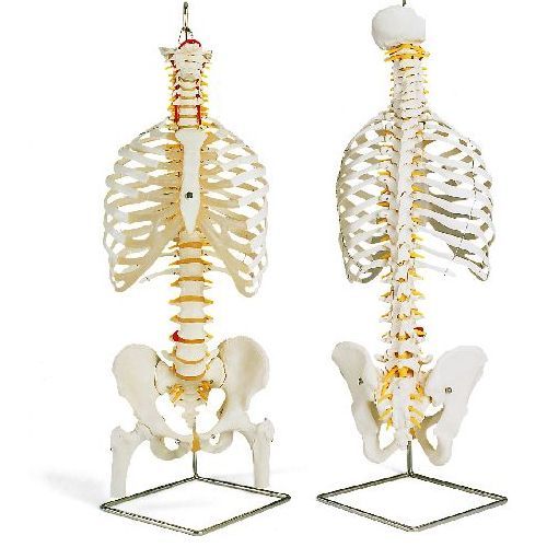 Classic Flexible Spine Model With Ribs And Femur Heads | Health and Care