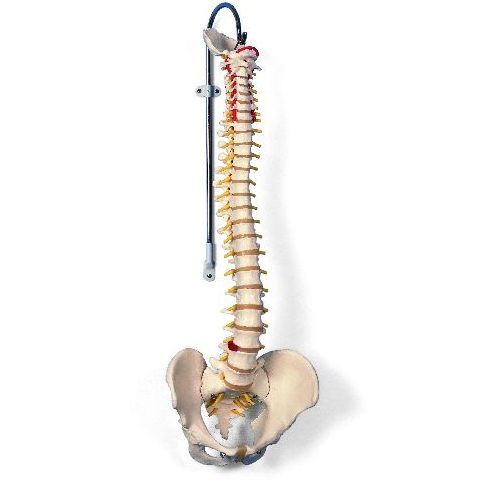 Classic Flexible Spine Model | Health and Care