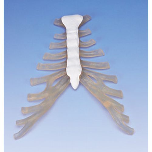 Sternum With Rib Cartilage | Health and Care