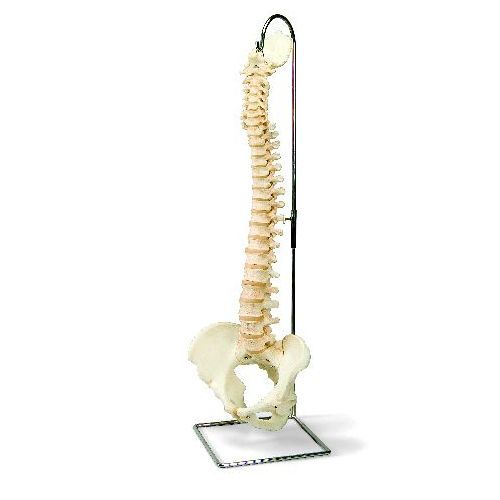 Bonelike Vertebral Column Model | Health and Care