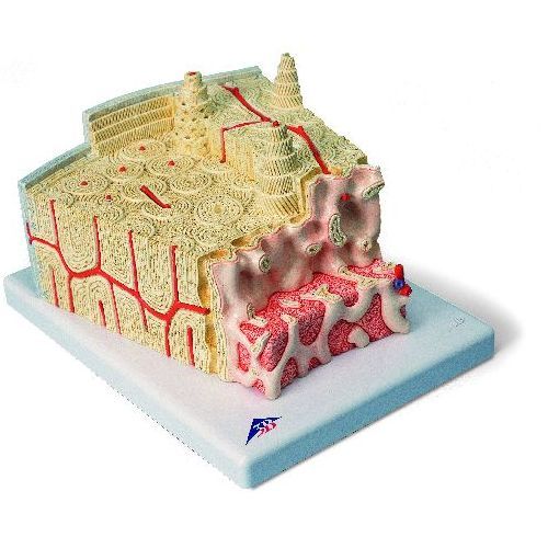3B Microanatomy Bone Structure - 80 Times Enlarged | Health and Care