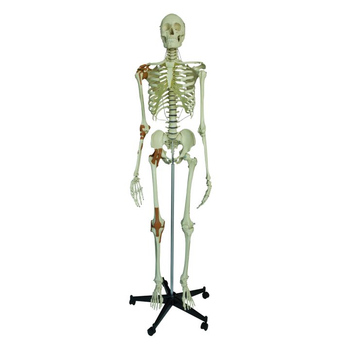Model Skeleton Human Full Size With 4 Ligaments Health And Care