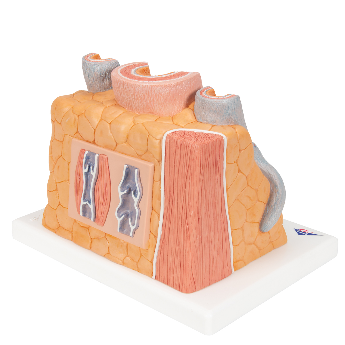 MICROanatomy Artery and Vein Model | Health and Care