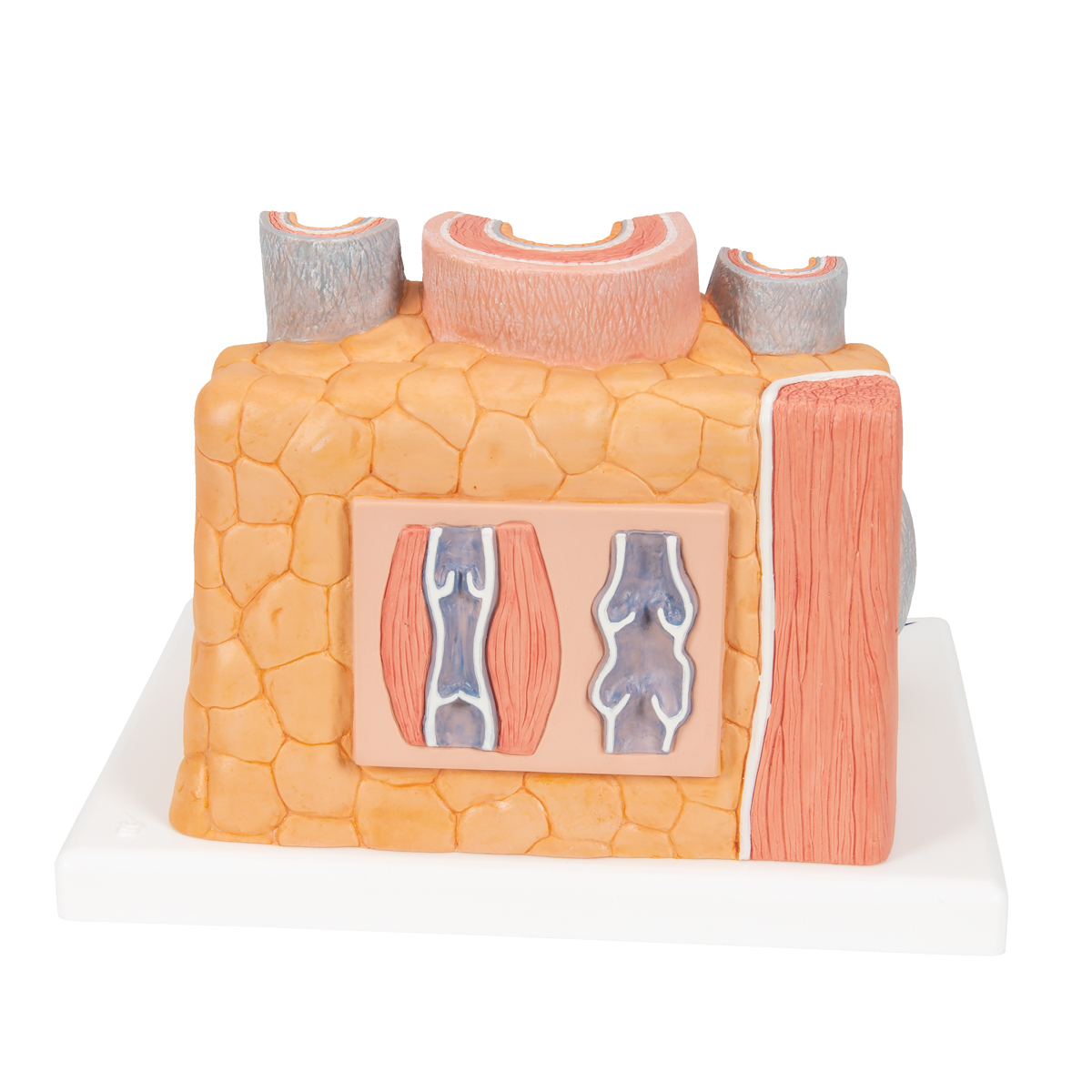 MICROanatomy Artery and Vein Model | Health and Care