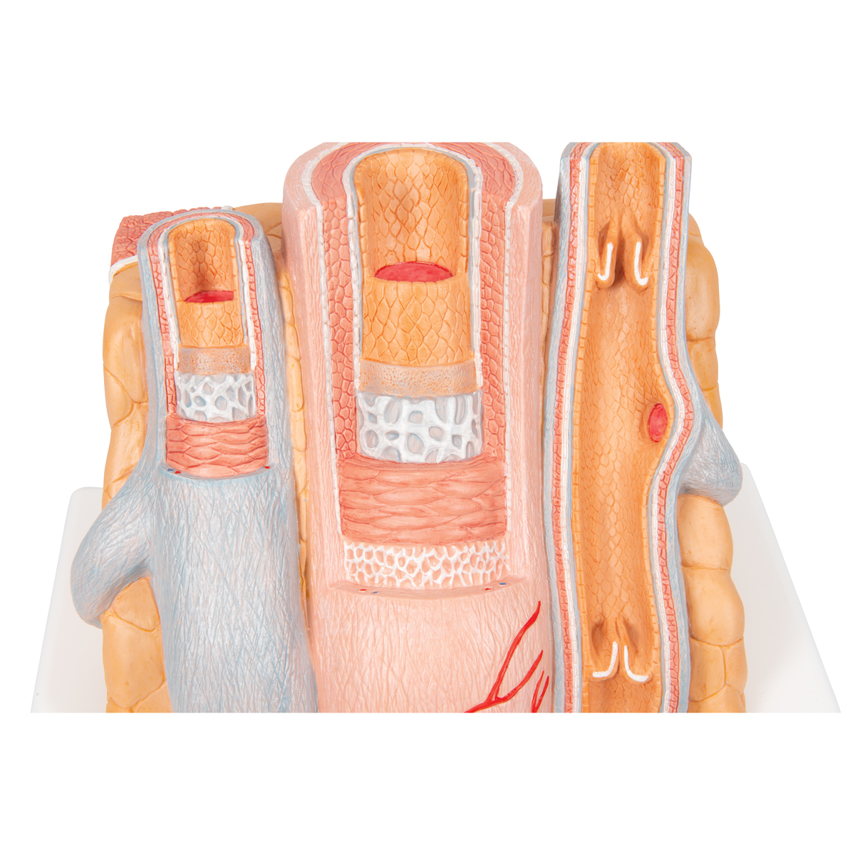 MICROanatomy Artery and Vein Model | Health and Care