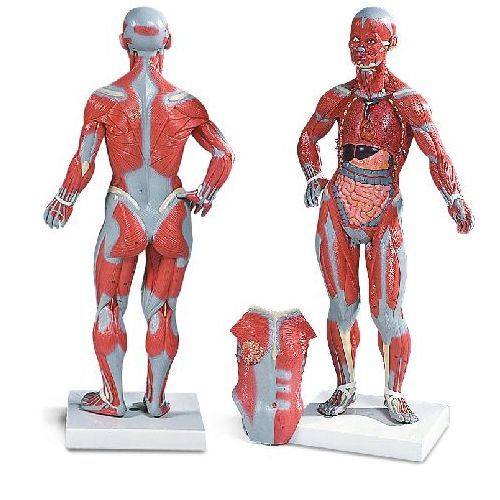 1/4 Life-Size Muscle Figure 2-Part | Health and Care