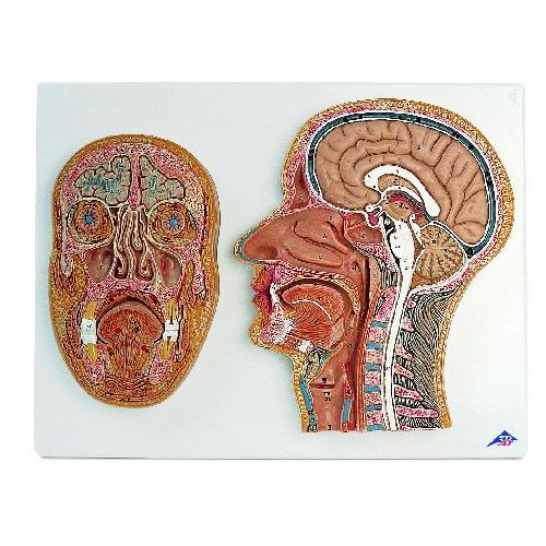 Median Section Of The Head | Health and Care