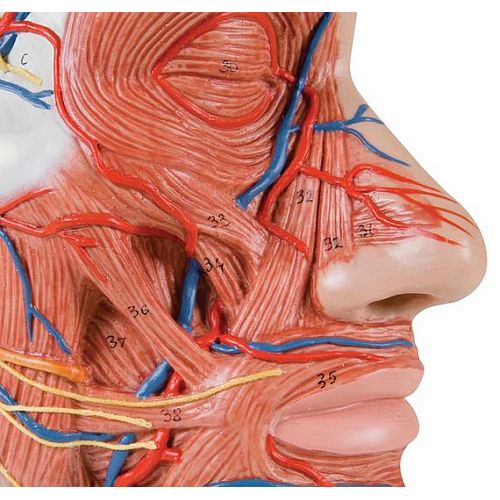 Half Head With Musculature | Health and Care