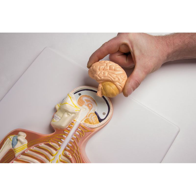 Nervous System Model | Health and Care