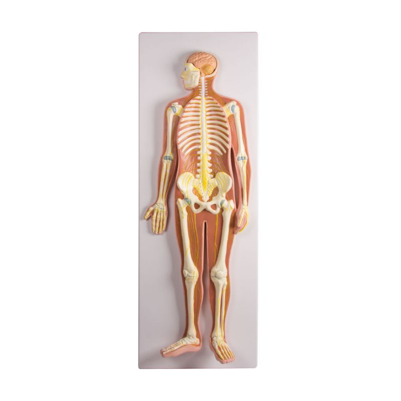 Nervous System Model | Health and Care