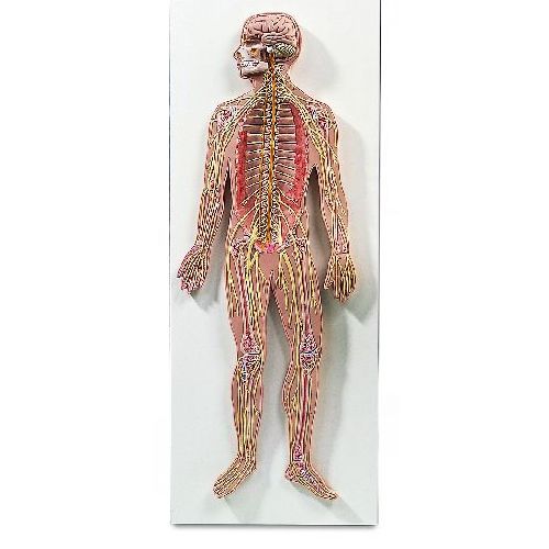 Nervous System 1/2 Life Size :: Sports Supports | Mobility | Healthcare ...