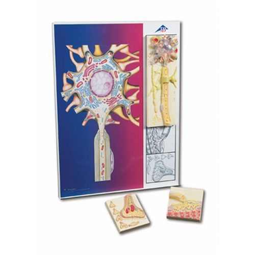 Neuron Cell Body | Health and Care