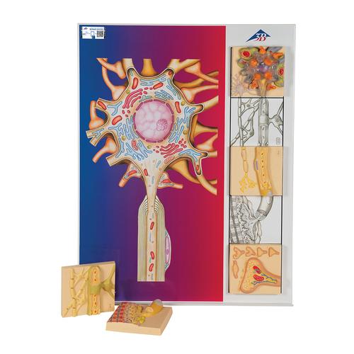 Human Nervous System Model Set | Health and Care