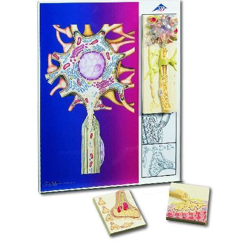 Physiology Of Nerves Series-5 Models Metal Board | Health and Care