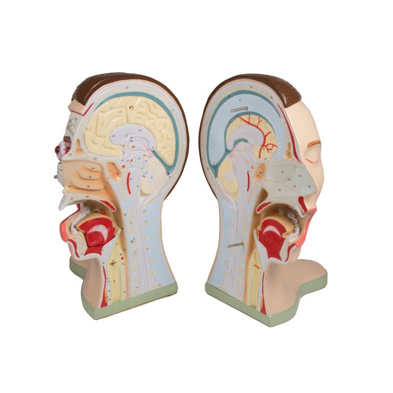 5-Part Head and Neck Model | Health and Care