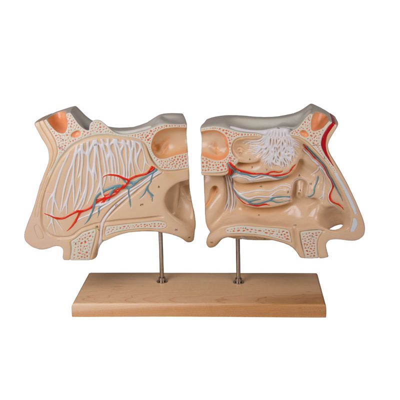 Enlarged Olfactory Organ Model | Health and Care