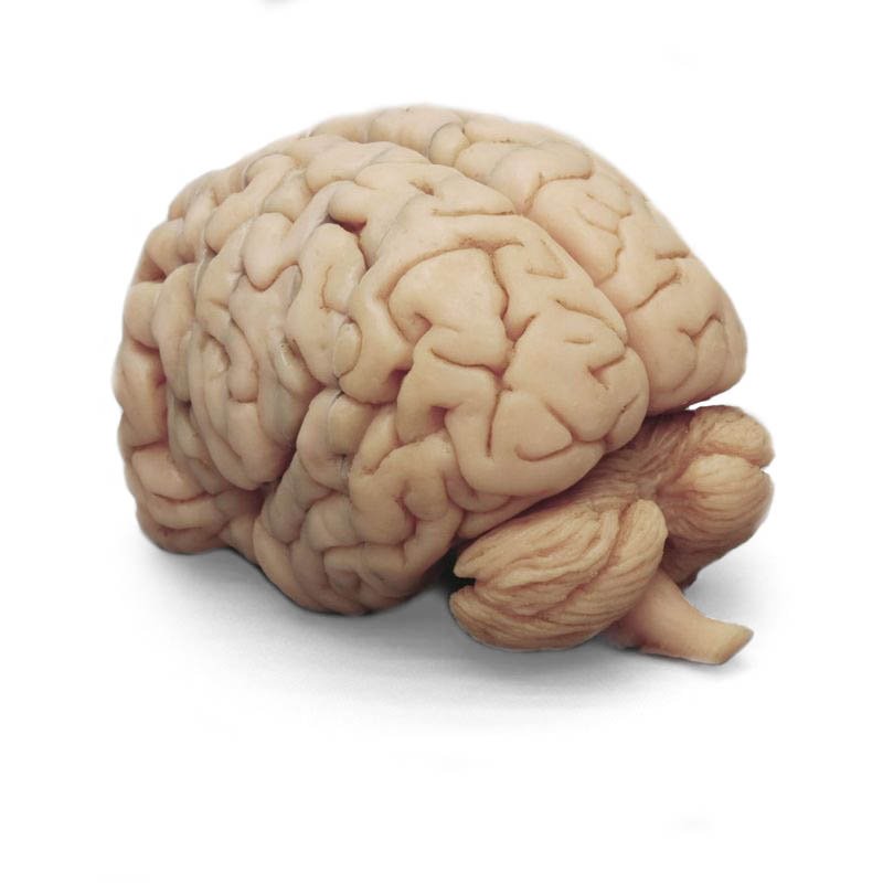 Human Brain Multiple Frontal Sections | Health and Care
