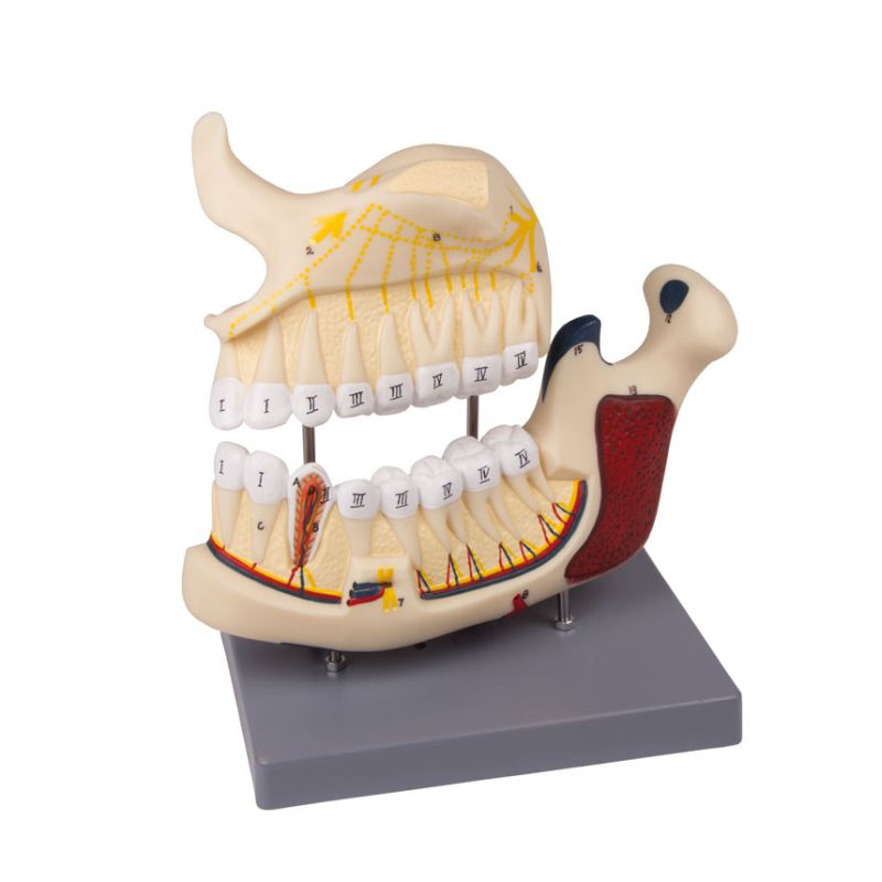 Upper and Lower Jaw Model | Health and Care