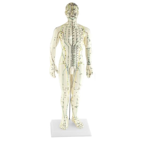 Soft Vinyl Male Meridian Acupuncture Model | Health and Care