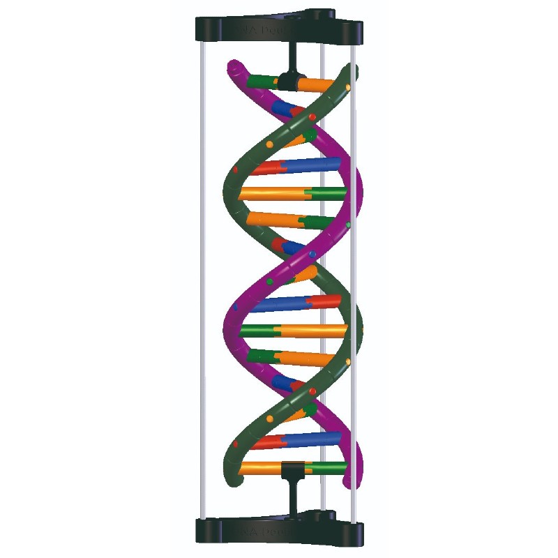 DNA Double Helix Model Kit | Health and Care