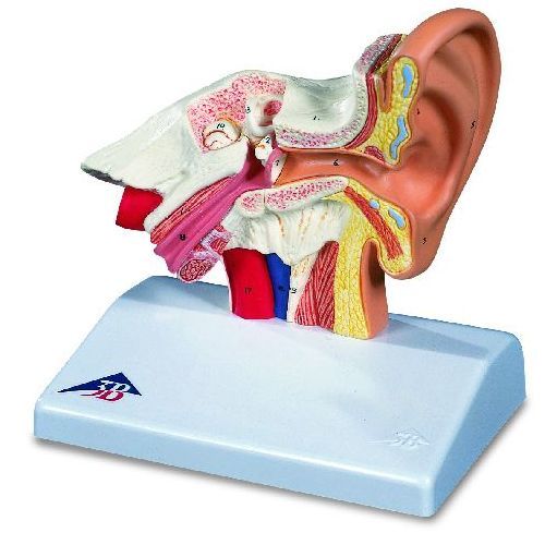 Desktop Ear Model 1.5 Times Enlarged | Health and Care