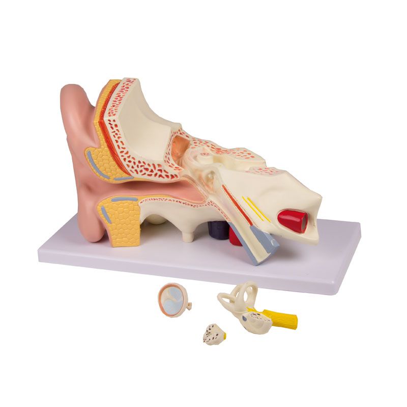 4-Part Model Ear | Health and Care